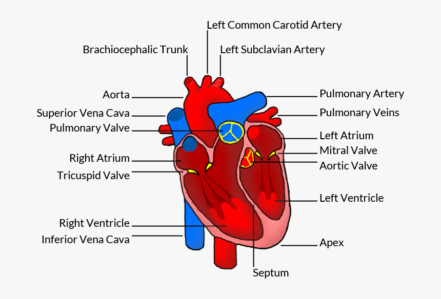 What is The Heart? How Does the Heart Work?