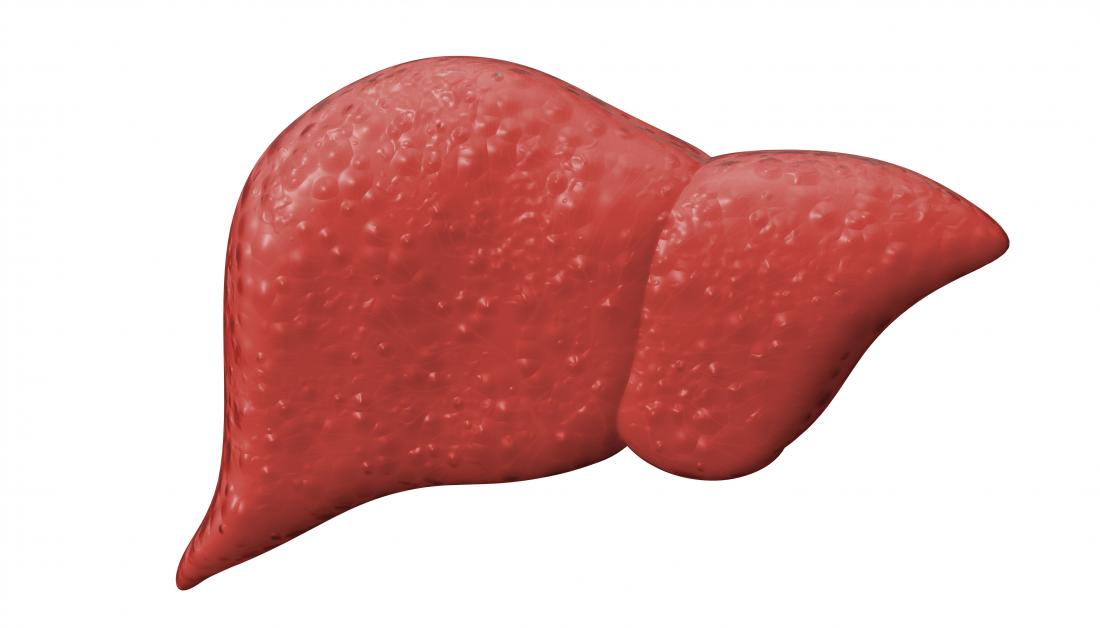 What is The Liver? What Does The Liver Do?