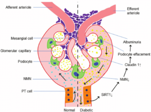 Podocytes Kidney