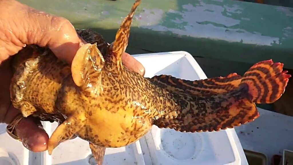 Oyster Toadfish