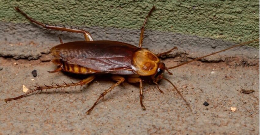 Bugs That Look Like Cockroaches