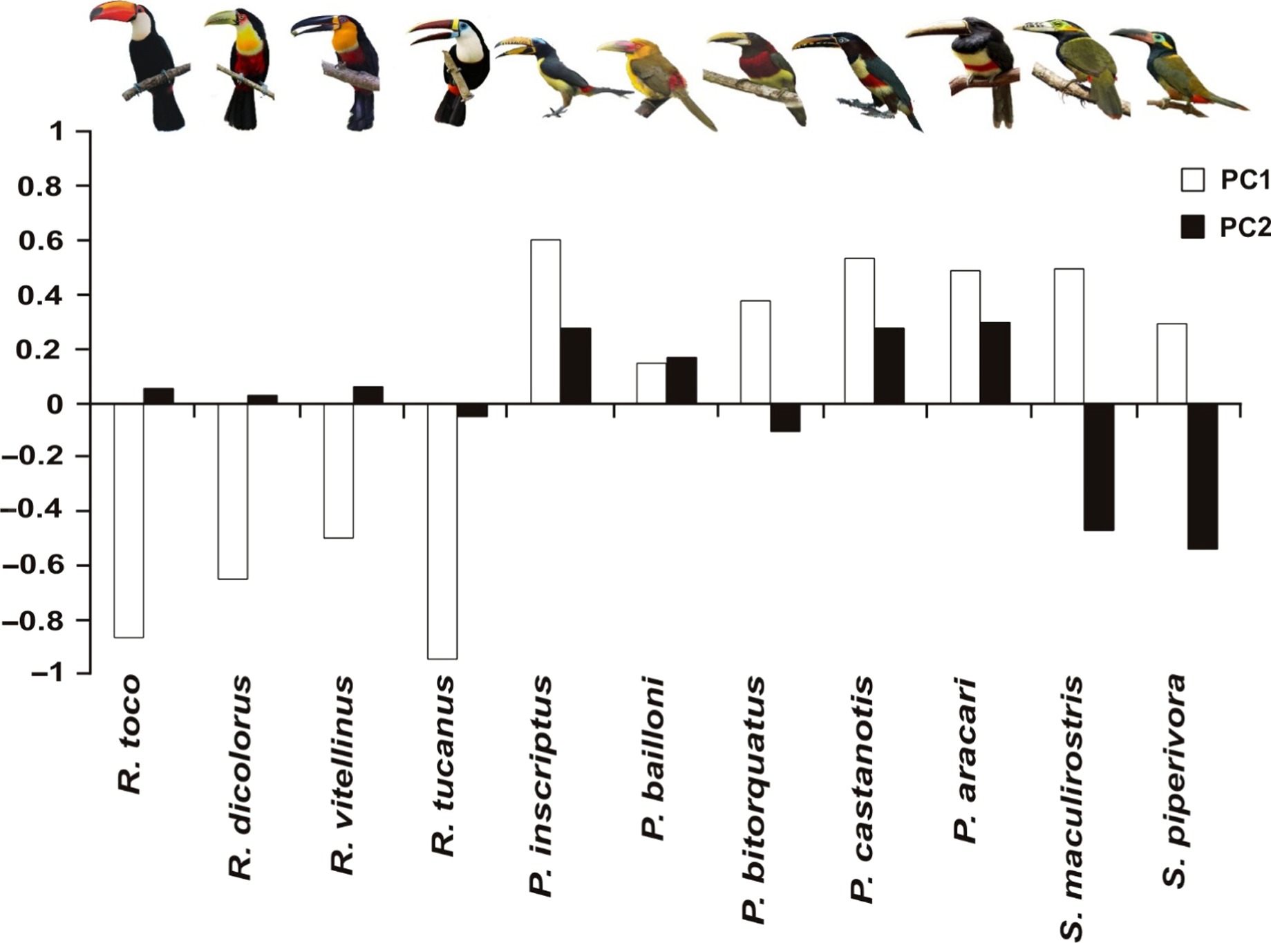 Do toucans have tongues?